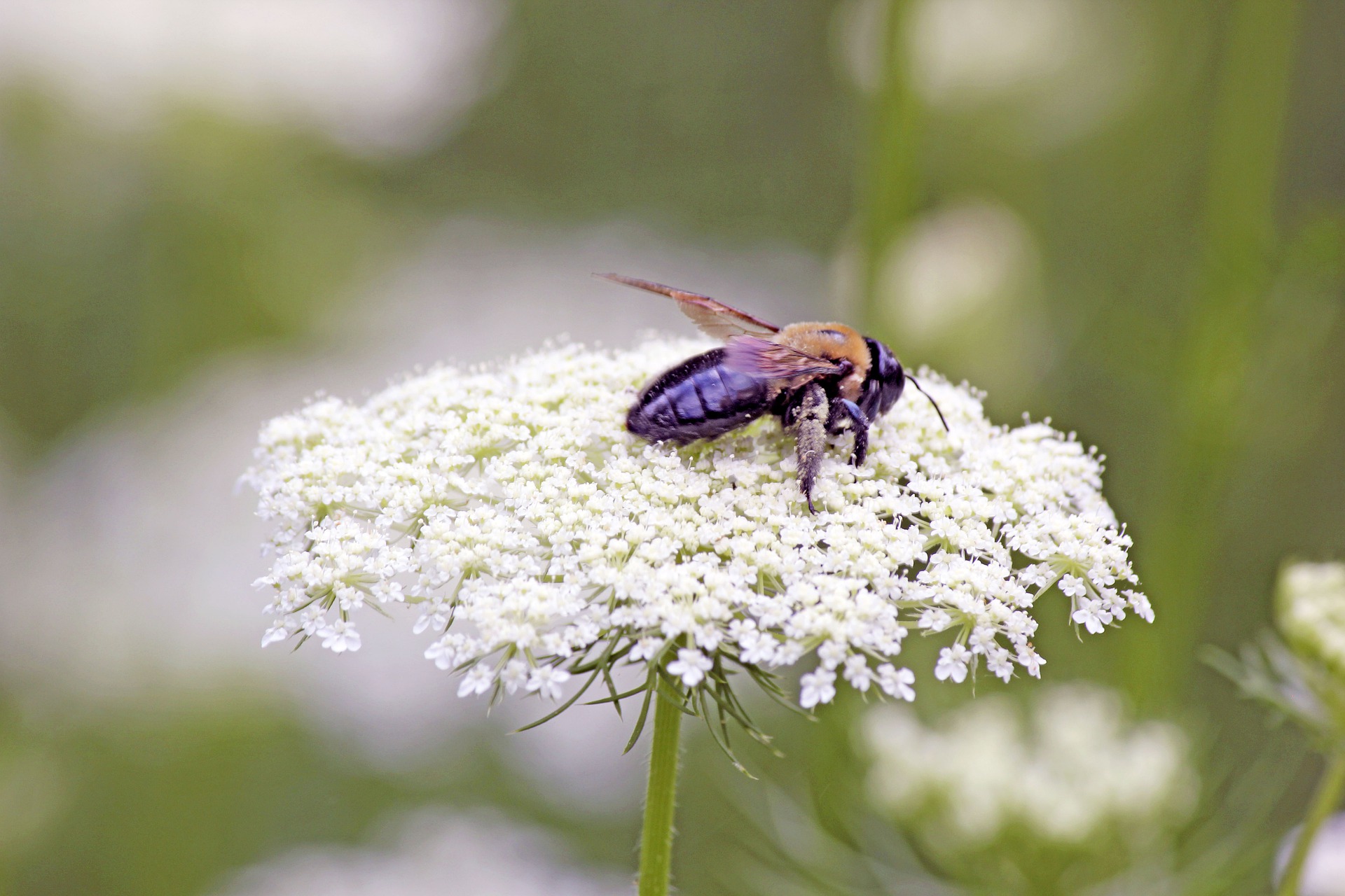 Value of bee pollination - BES Net