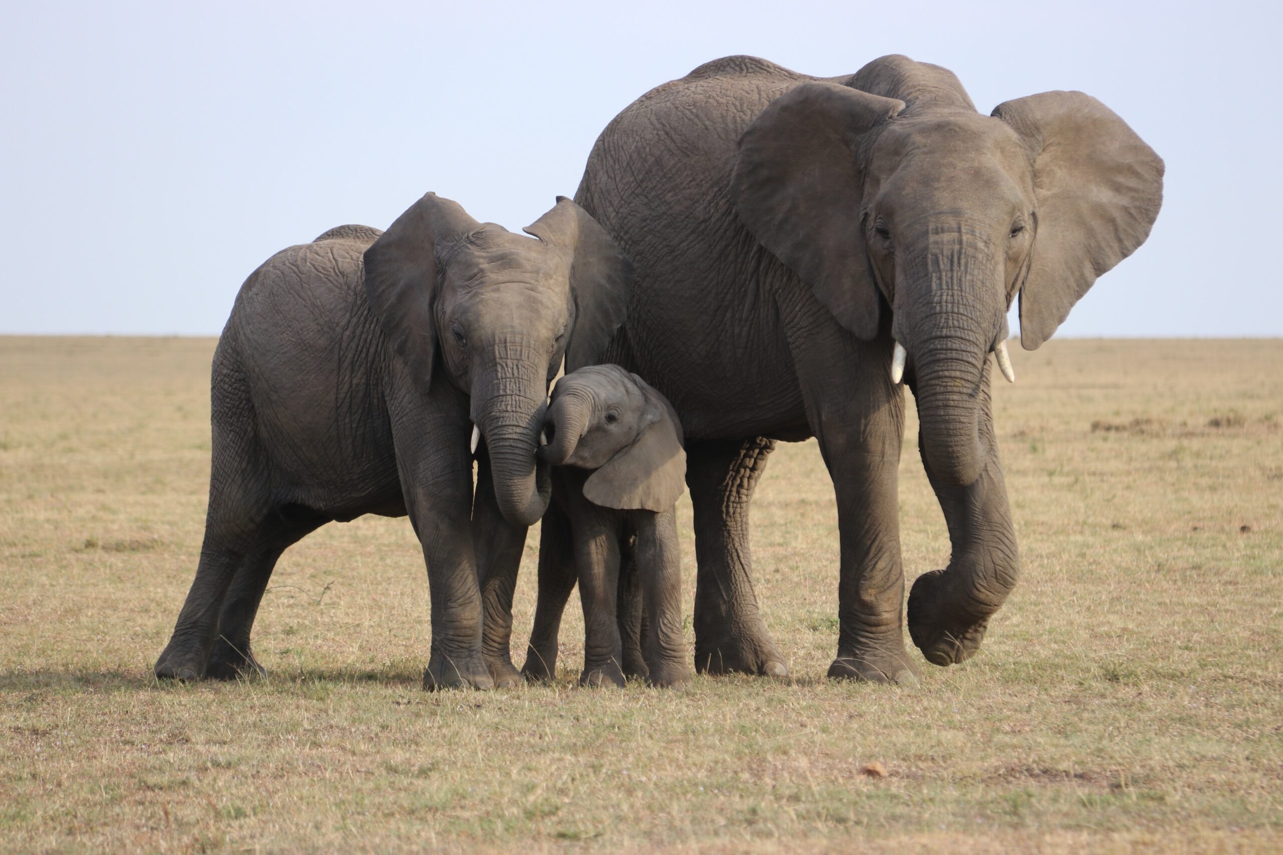 The elephants of Gash-Barka, Eritrea: Nuclear and mitochondrial genetic ...