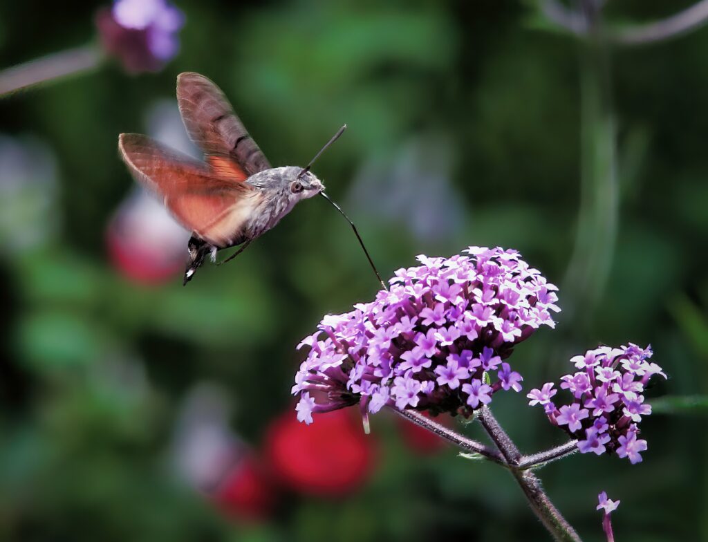 Pollinator conservation handbook - BES Net