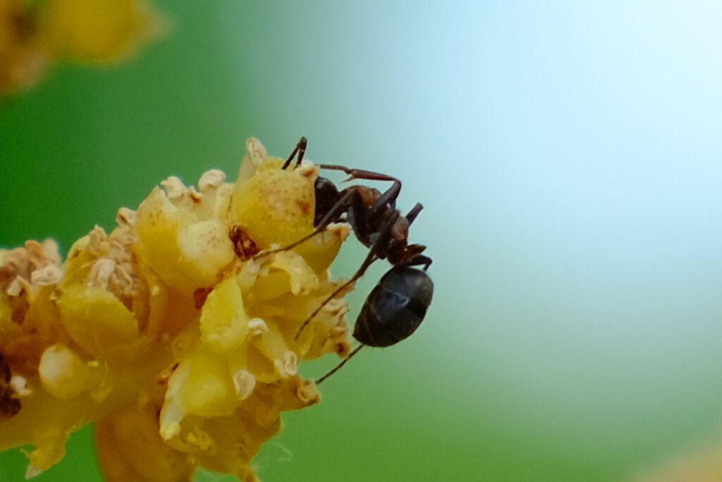 The ant-pollination system of Cytinus hypocistis (Cytinaceae), a ...