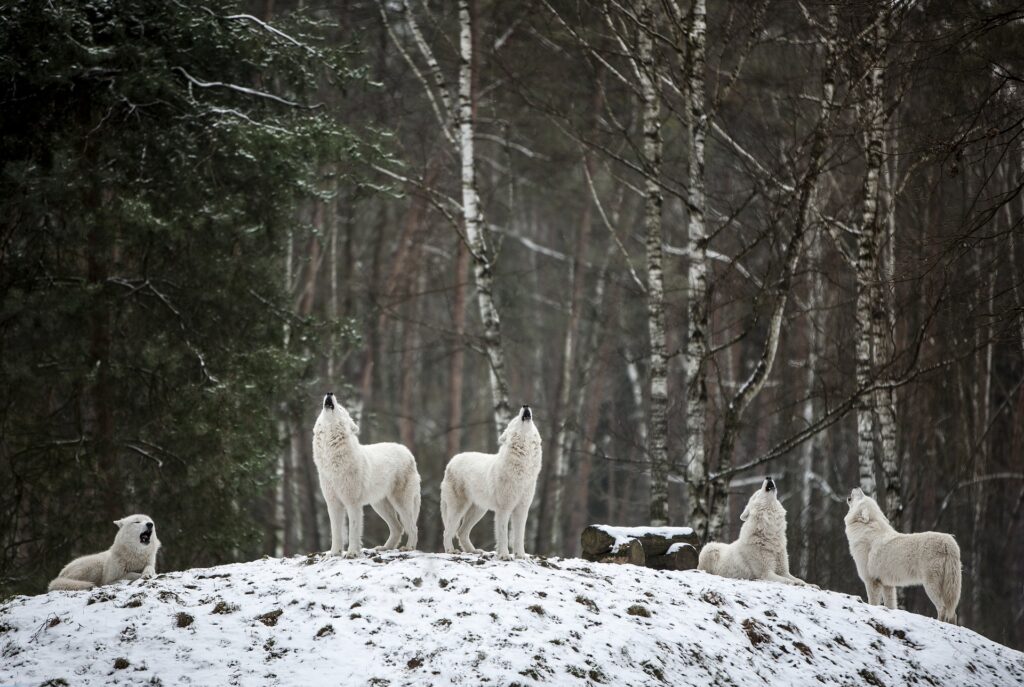 Trophic cascades from wolves to alders in Yellowstone - BES Net