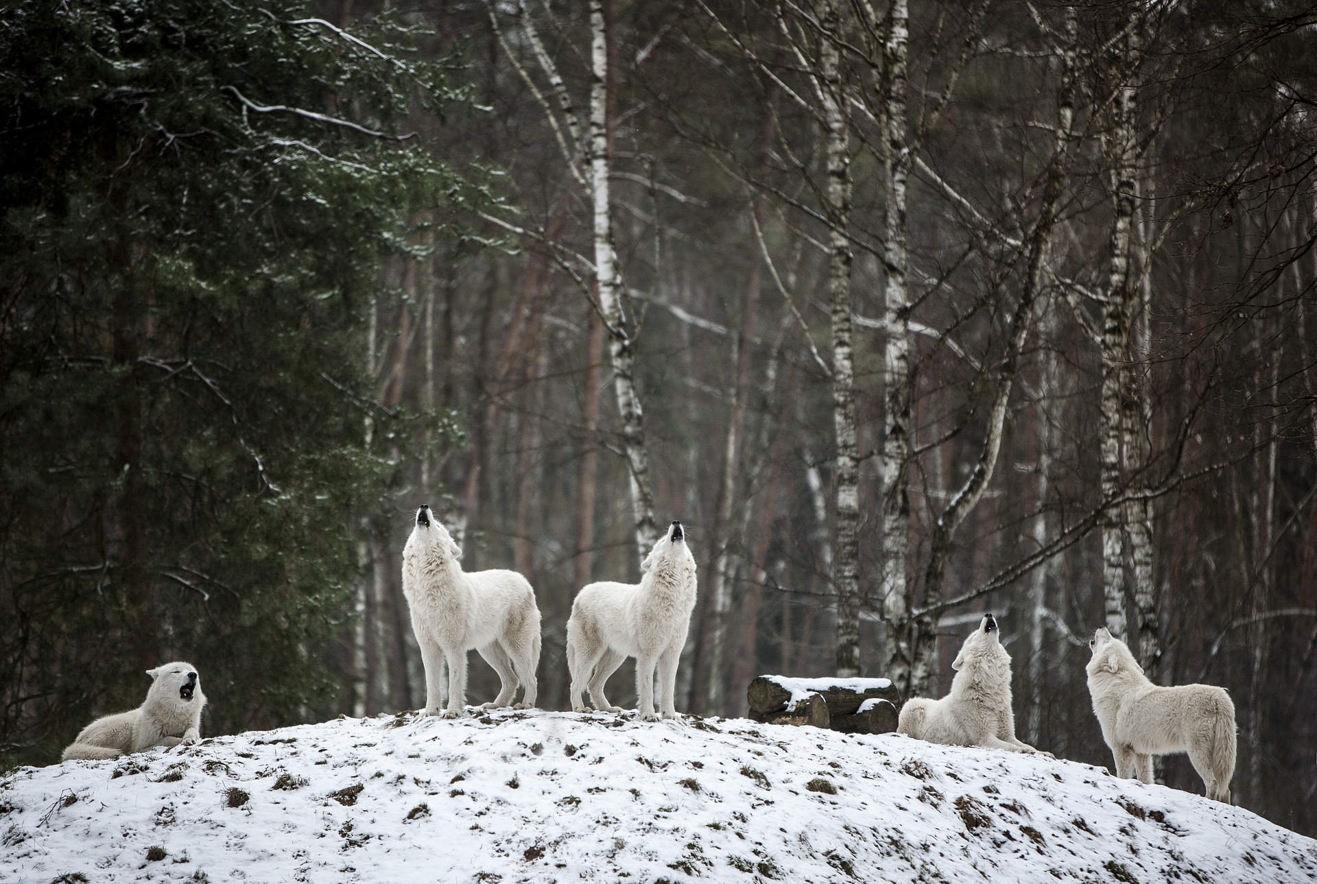 Trophic cascades from wolves to alders in Yellowstone - BES Net