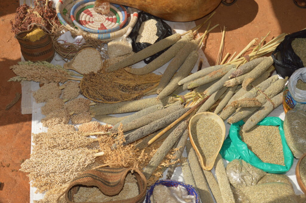 African Biodiversity Network: Preserving Kenyan Seeds through ...