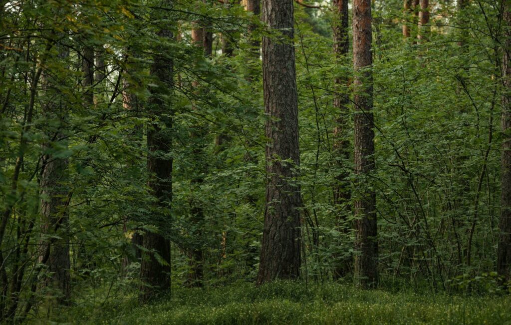 IPBES Nexus Assessment | Summary for Policymakers - BES Net